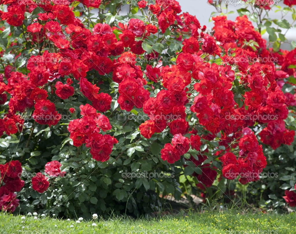 Busch rote Rosen — Stockfoto © svetlanka7777 #29760767