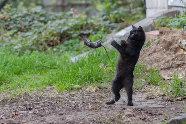 Gatos cazando fotos de stock, imágenes de Gatos cazando sin royalties ...