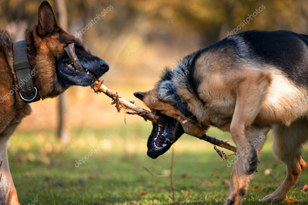 German Shepherd Fighting Pitbull