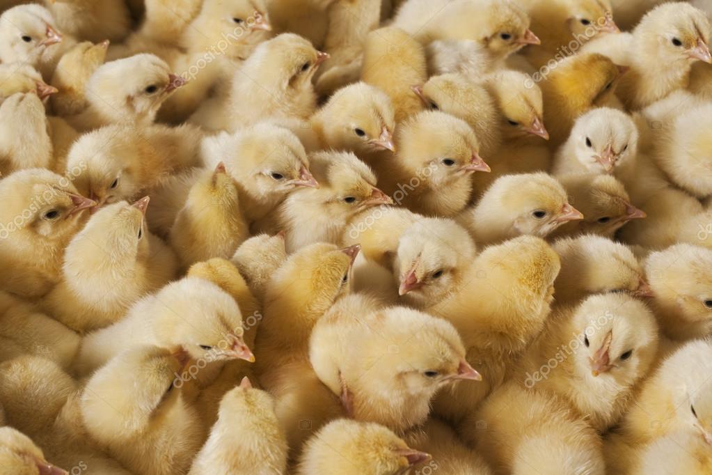 Grupo grande de pollitos bebé en granja de pollo 2022