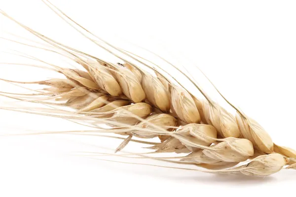 Wheat ear Stock Photos, Royalty Free Wheat ear Images | Depositphotos