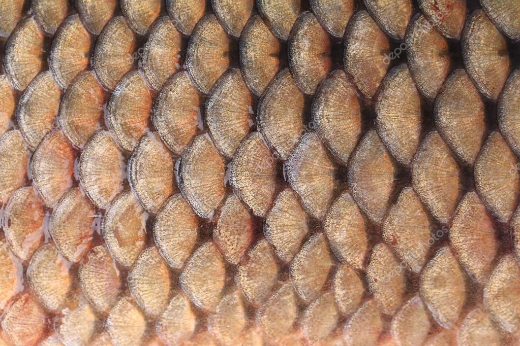 Texture of fish scales Stock Photo by ©indigolotos 42593965