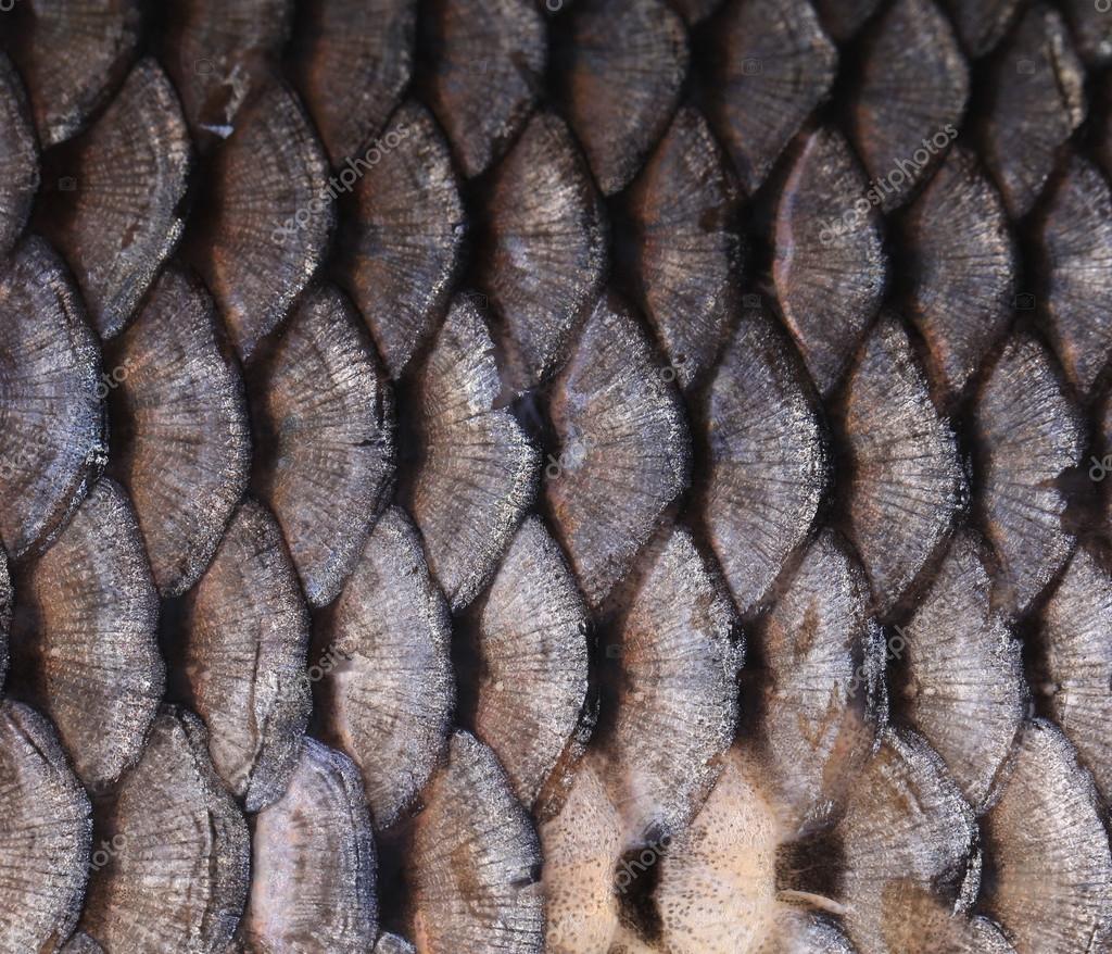 textura de escamas de pescado — Fotos de Stock © indigolotos #43083547