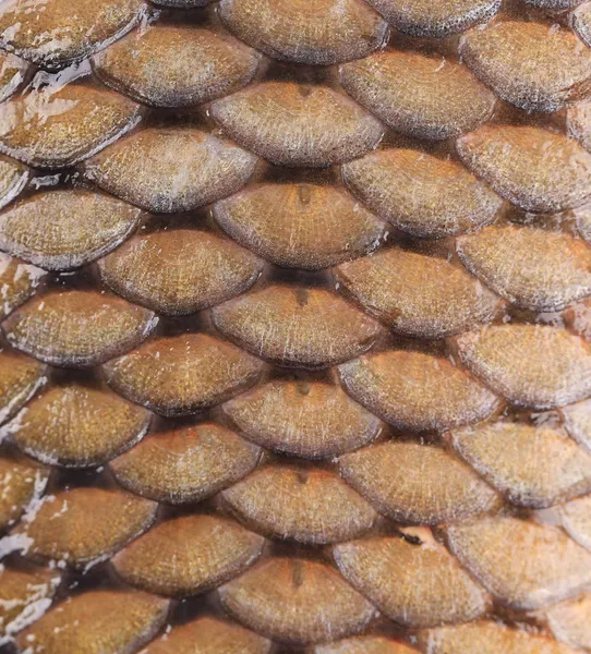 18,163 Fish scales Stock Photos, Images | Download Fish scales Pictures ...