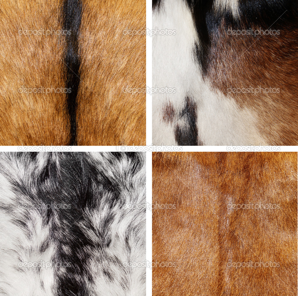 Набор текстуры меха животных стоковое фото ©apolobay 42603163