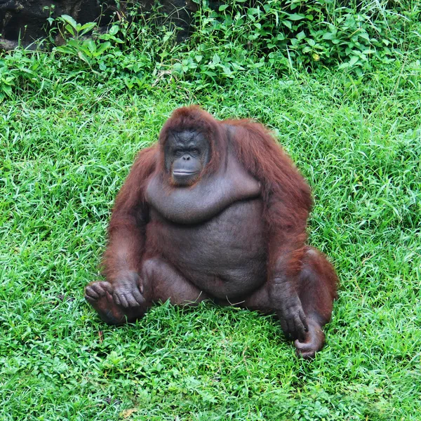 Big monkey Stock Photos, Royalty Free Big monkey Images | Depositphotos®