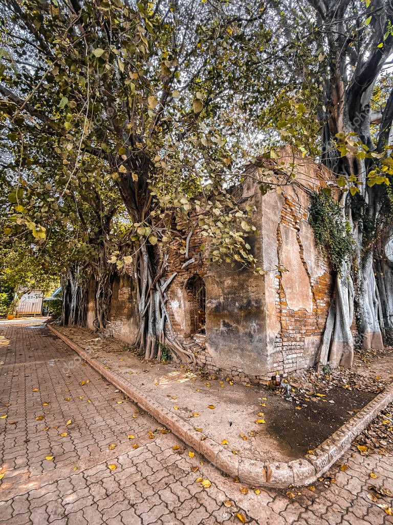 Wat Sai ruina del templo cubierto por raíces de árbol de Banyan, en Sing Buri Tailandia 2022