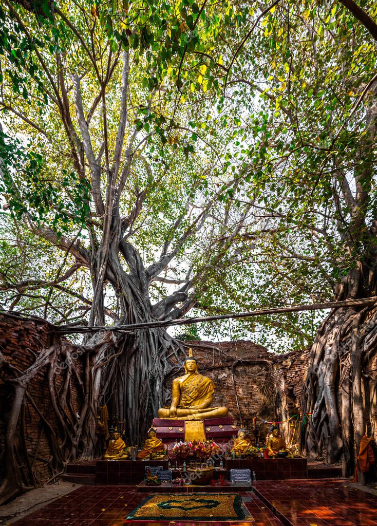 Wat Sai ruina del templo cubierto por ra ces de rbol de Banyan, en Sing Buri Tailandia 2024