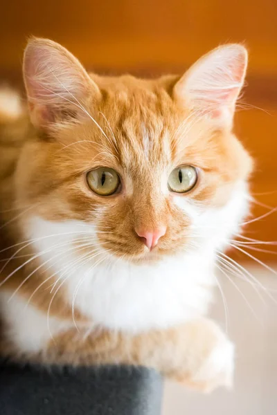 Ginger Cat Images - Search Images on Everypixel