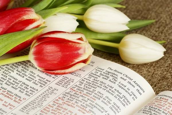 Bible opened and bunch of tulips. — Stock Photo © MKucova #27080847
