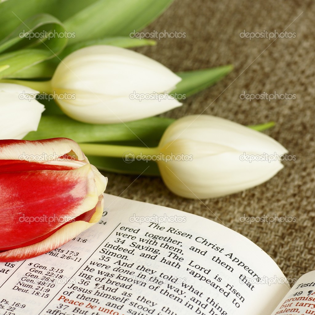 Bible opened and bunch of tulips. — Stock Photo © MKucova #27080897
