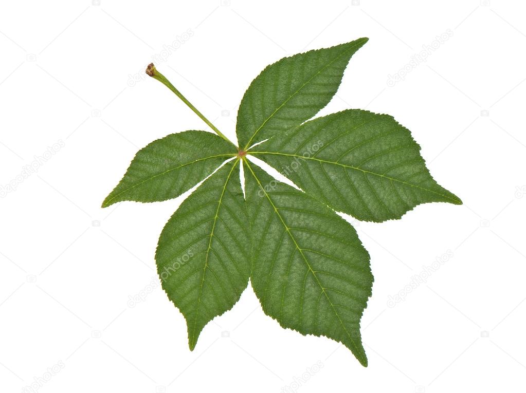 Buckeye leaf Stock Photo by ©revetina01 48273813