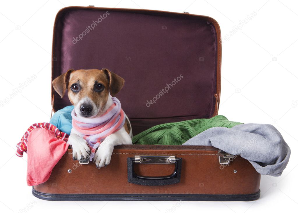 Dog lying in a suitcase for traveling Stock Photo by ©Flydragonfly 34563035