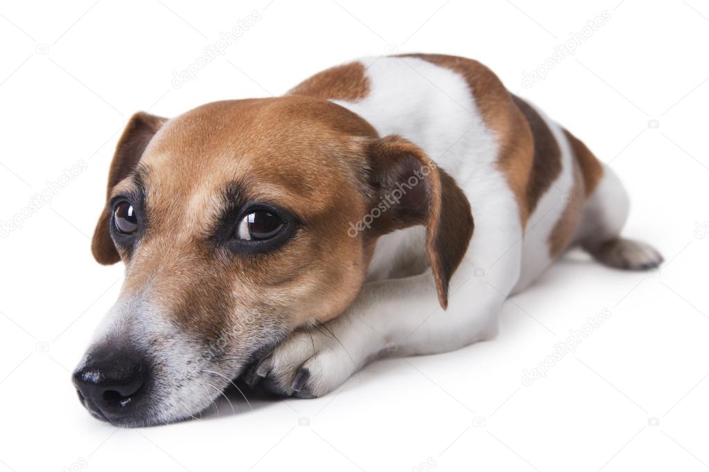 Dog sad big eyes. fatigue Stock Photo by ©Flydragonfly 34563075