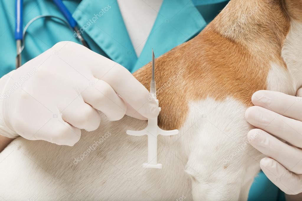 What Is The Best Microchip For Dogs