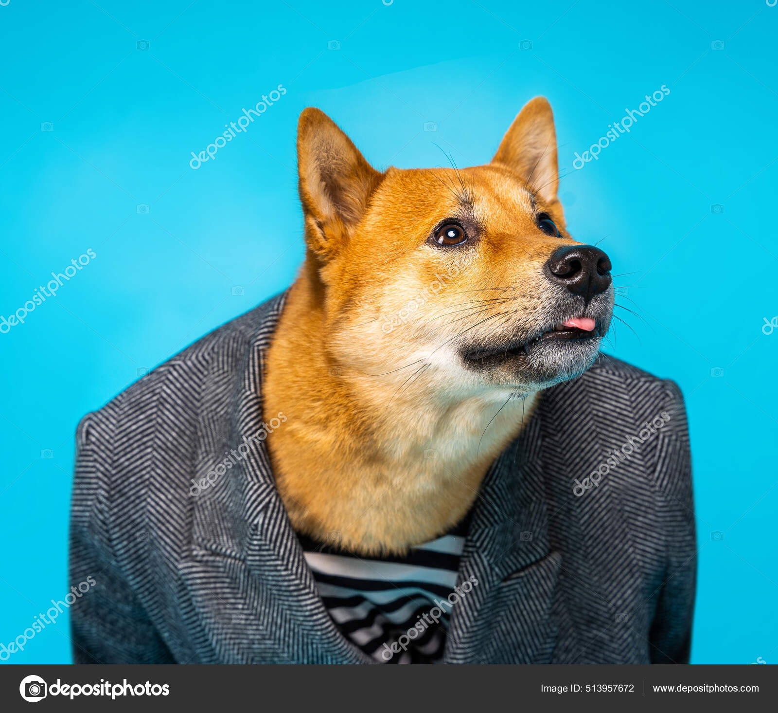 Shibe Doge Gesicht Free Vectors | Shiba Inu Face