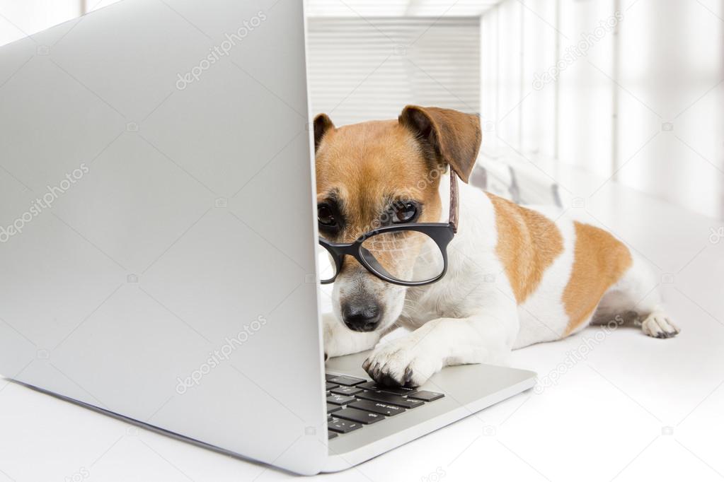 Puppy Using Computer