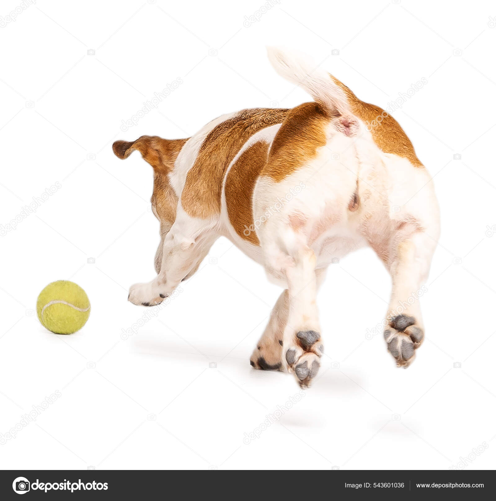 Dog Back Running Away Chasing Ball Dynamic Pose Back View Stock Photo ...
