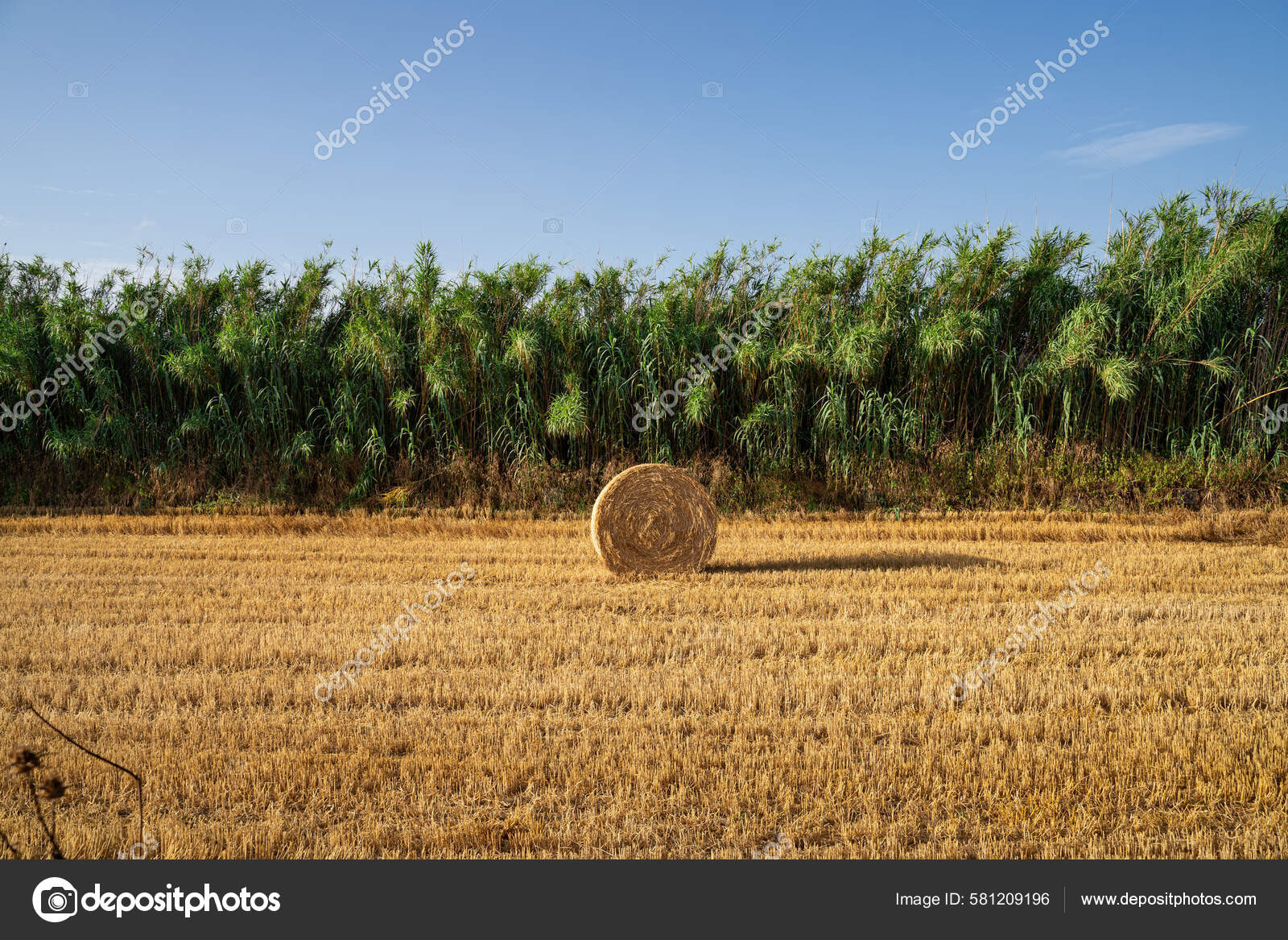 Single Straw Hay