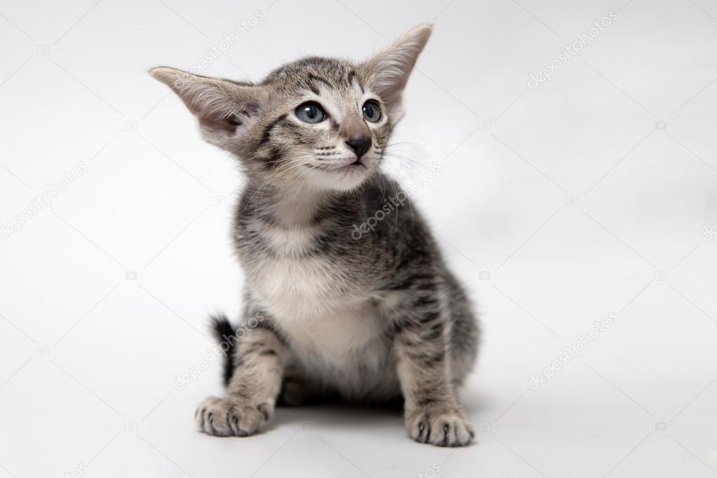 Oriental Shorthair Tabby Kitten
