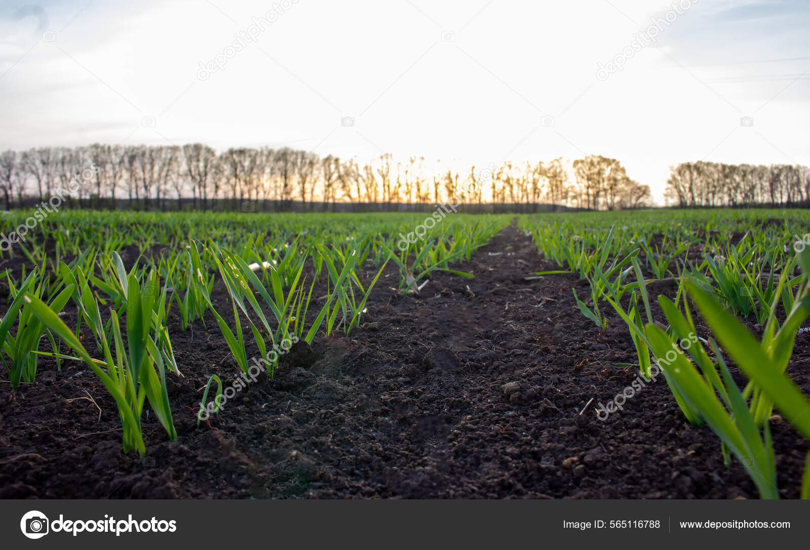 Young Wheat Seedlings Grow Field Green Wheat Barley Long Rows Stock ...