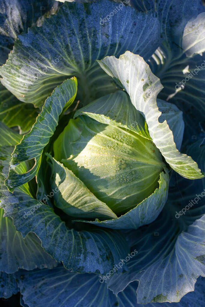 Una cabeza de repollo creciendo en el jardín, el concepto de cosecha de ...