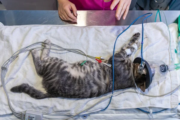 Endotracheal Intubation Sedated Cat Surgery — Stock Photo © Gaibru ...