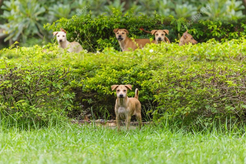 Five dogs in the park Stock Photo by ©Naypong 29082893