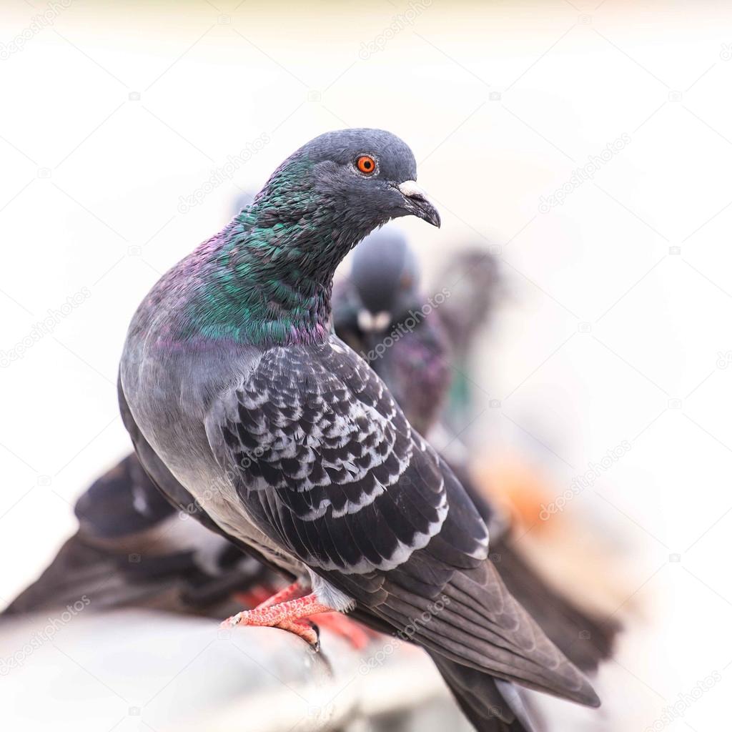 Pigeon — Stock Photo © Naypong #33432035