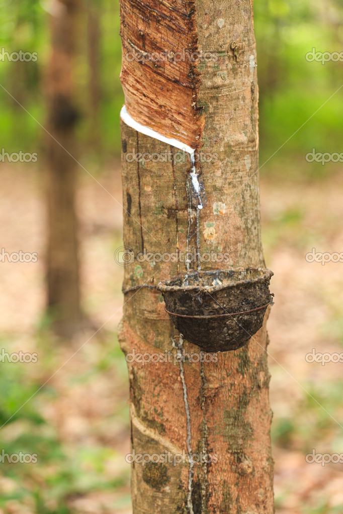 Leche de árbol de goma: fotografía de stock © Naypong #49335637 ...
