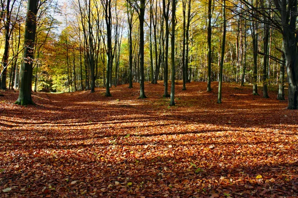 Leaves in the Woods during Autumn Stock Photo by ©33ft 35887579
