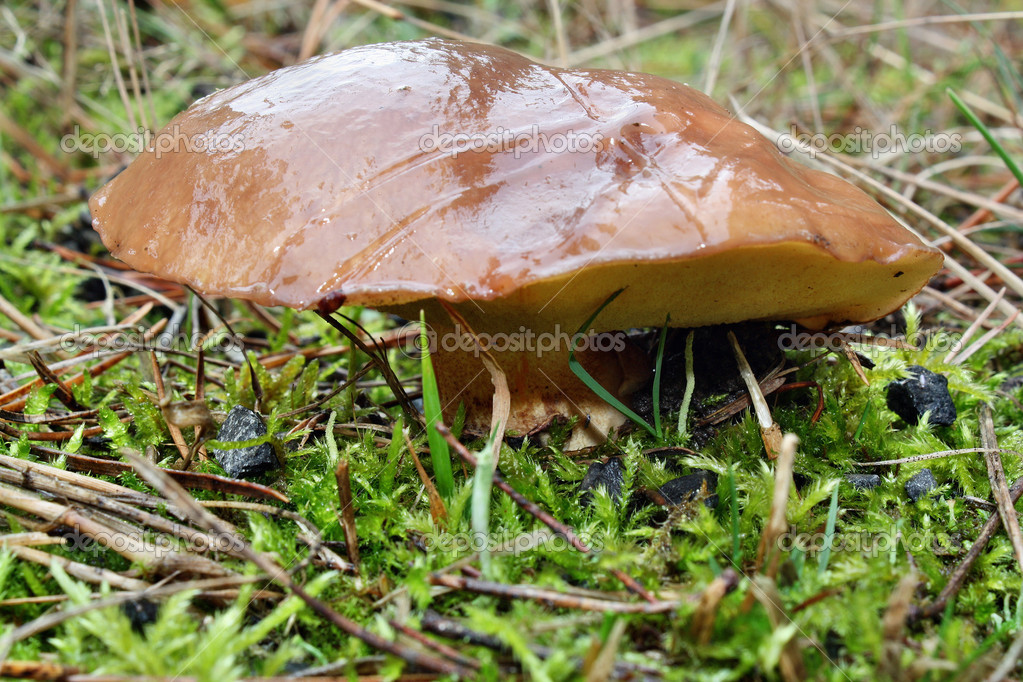 Grzyb Maślak zwyczajny — Zdjęcie stockowe © Adam88xxx #35886875
