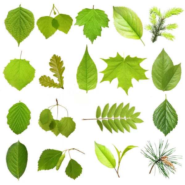 Collection green tree leaves ⬇ Stock Photo, Image by © Marifa #6363822