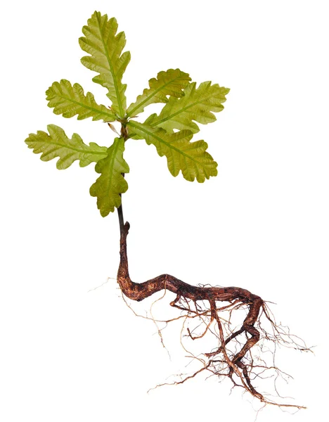 Oak roots Stock Photos, Royalty Free Oak roots Images | Depositphotos®