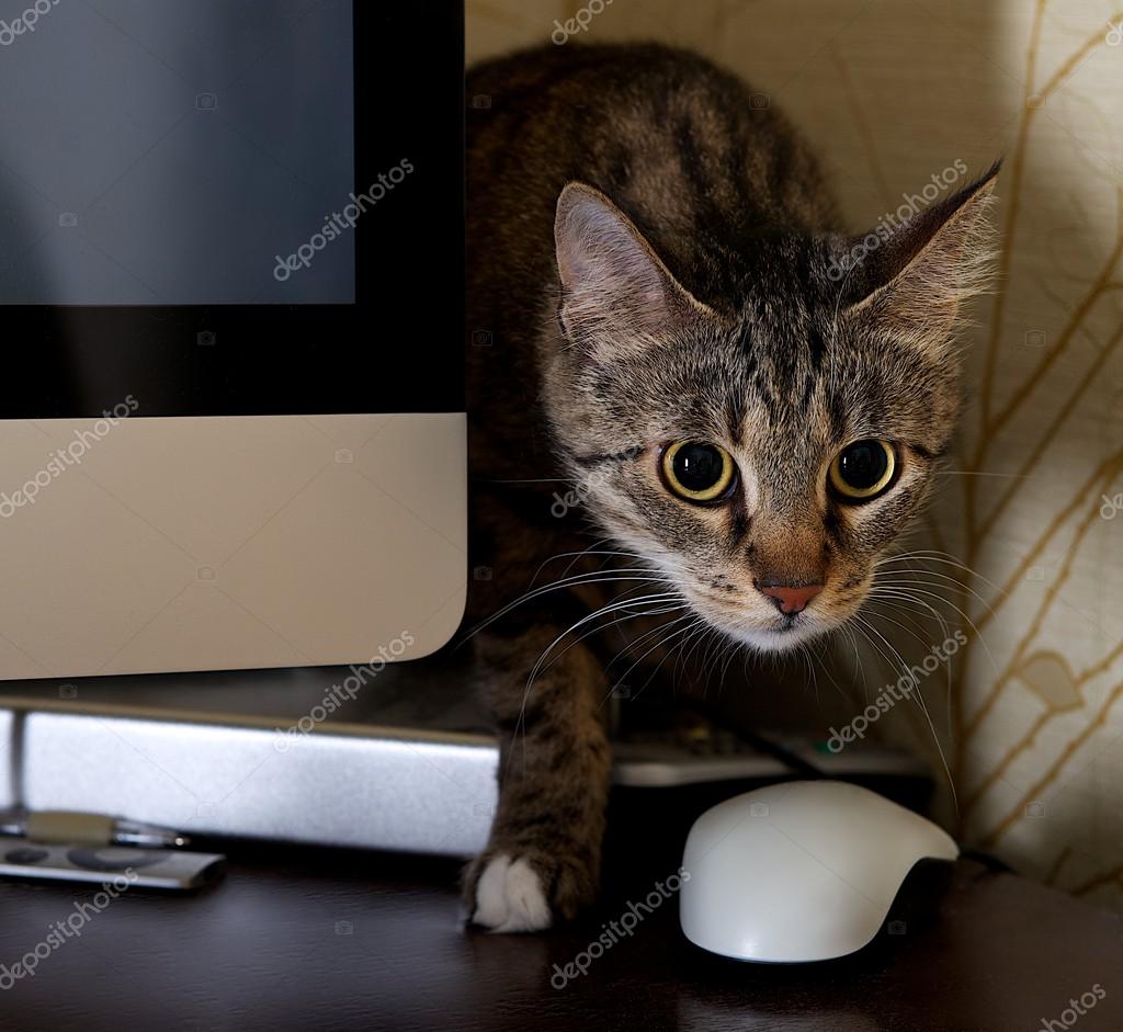 Cat Inside Computer