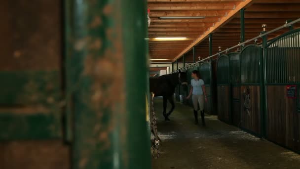 Big stall with lots of horses — Stock Video © probakster #28405715