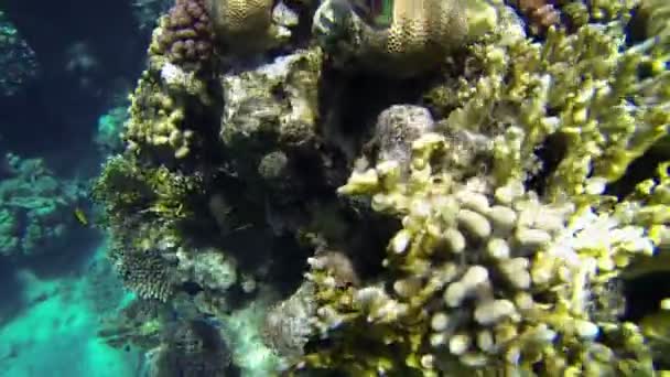 Fish looking in to camera and swims under the corals — Stock Video ...