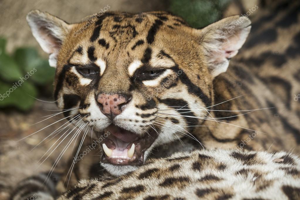 Retrato de ocelote con boca abierta: fotografía de stock ...