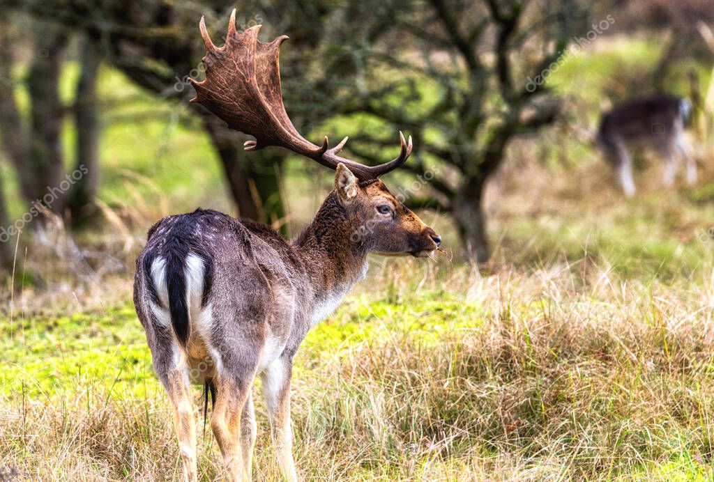 Pato de ciervo (Dama dama) con astas vistas en las dunas de Amsterdam Water Supply (Amsterdamse ...