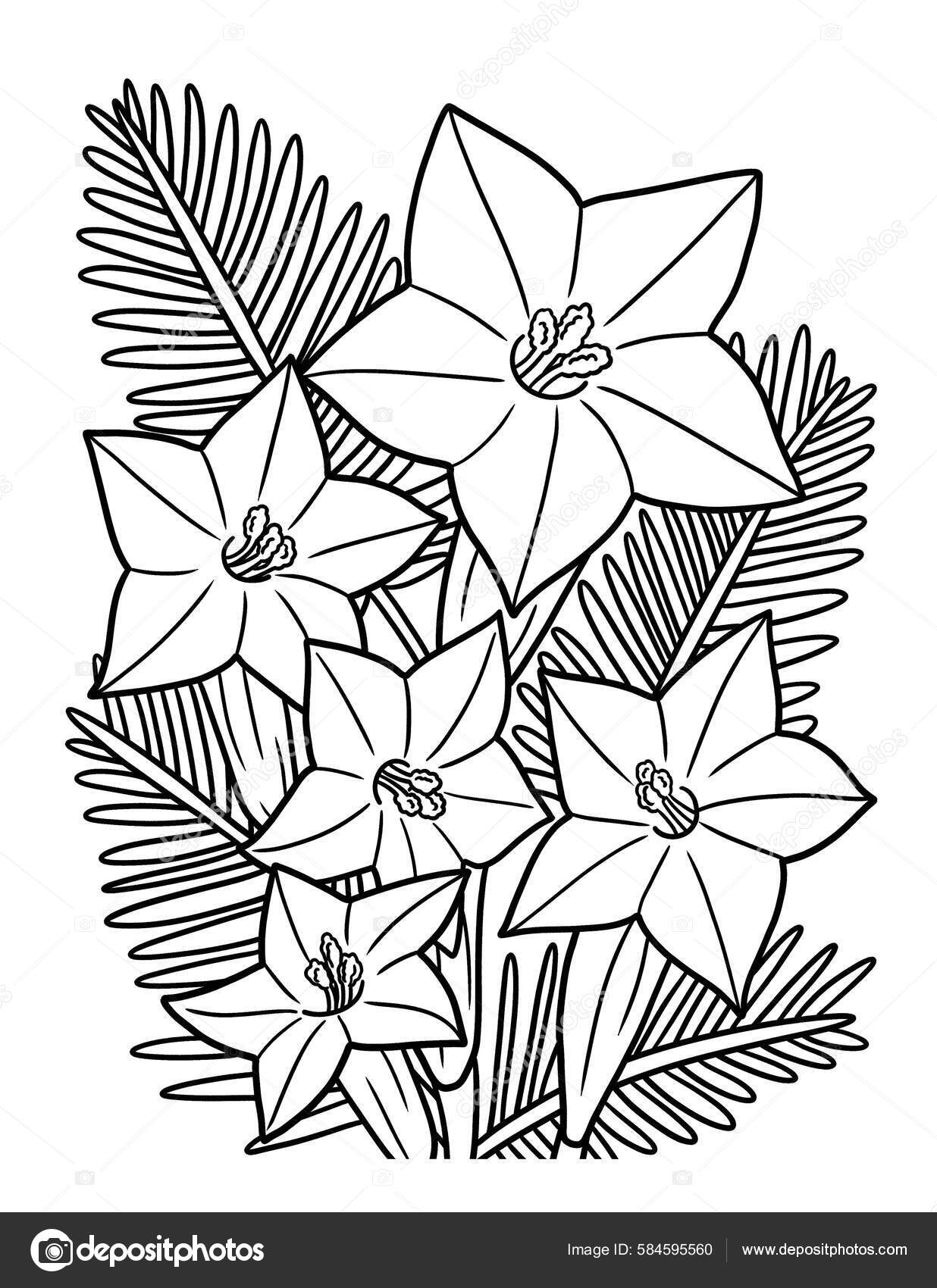 Cypress Monterey Clipart Drawing Branch Tree Etc Cupressus Macrocarpa ...