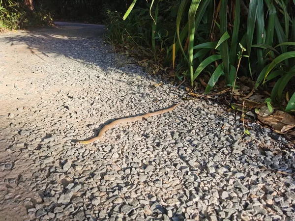 Snake on trail Stock Photos, Royalty Free Snake on trail Images ...