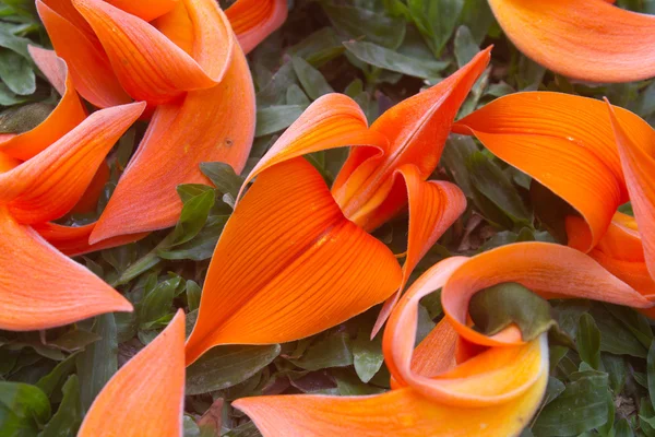 Butea flower Stock Photos, Royalty Free Butea flower Images | Depositphotos