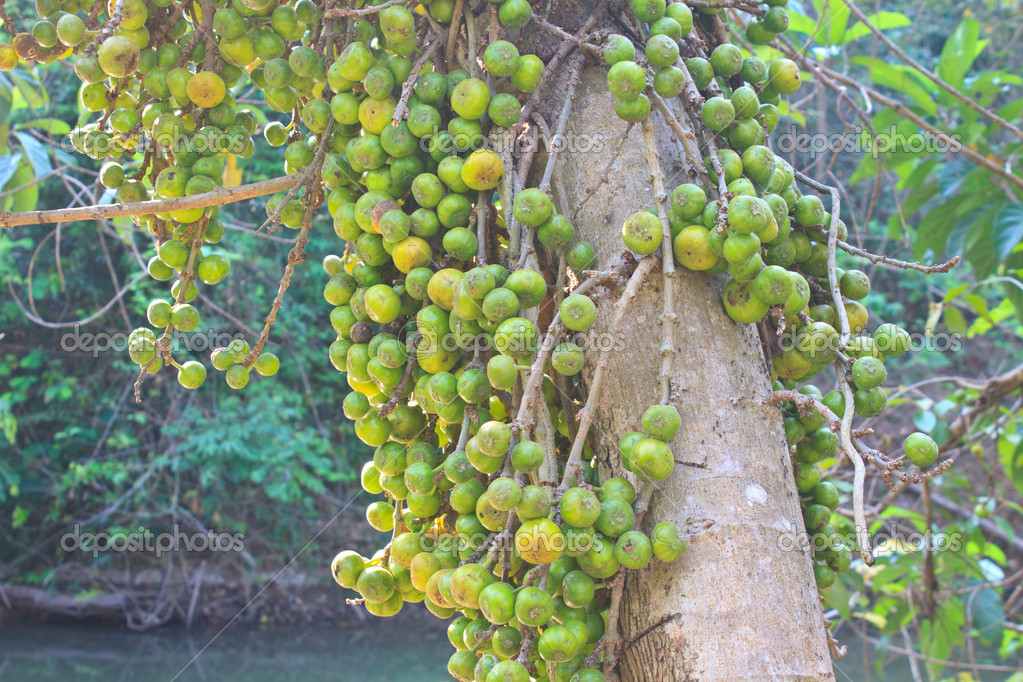 Fruits figs on the tree — Stock Photo © sirichai2514 #42231843