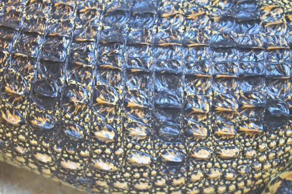 Crocodile skin — Stock Photo © LCalek #3413692