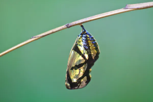 Chrysalis Stock Photos, Royalty Free Chrysalis Images | Depositphotos