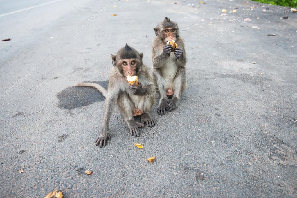 Two Monkeys Eating Bananas