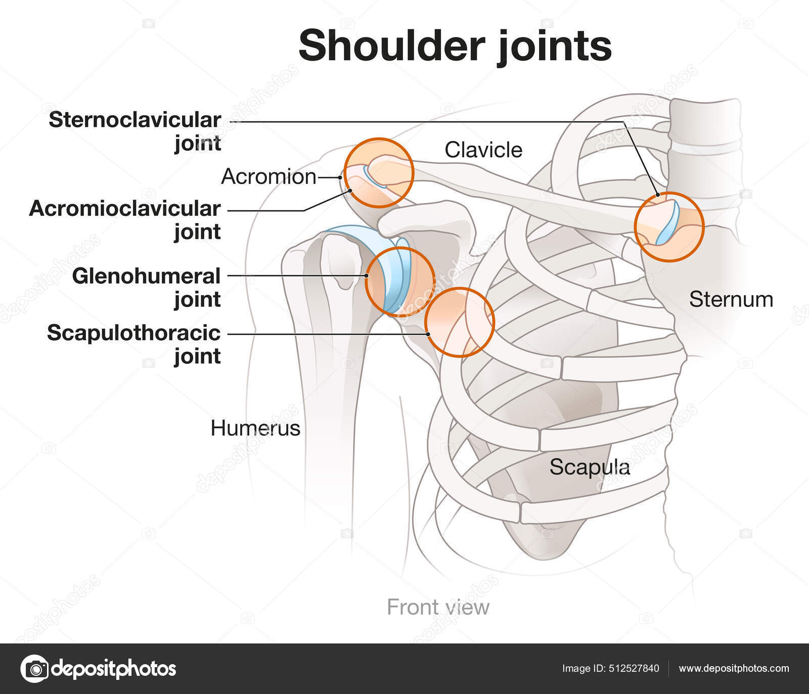 Shoulder Anatomy Four Major Joints Shoulder Stock Photo by ©Axel_Kock ...