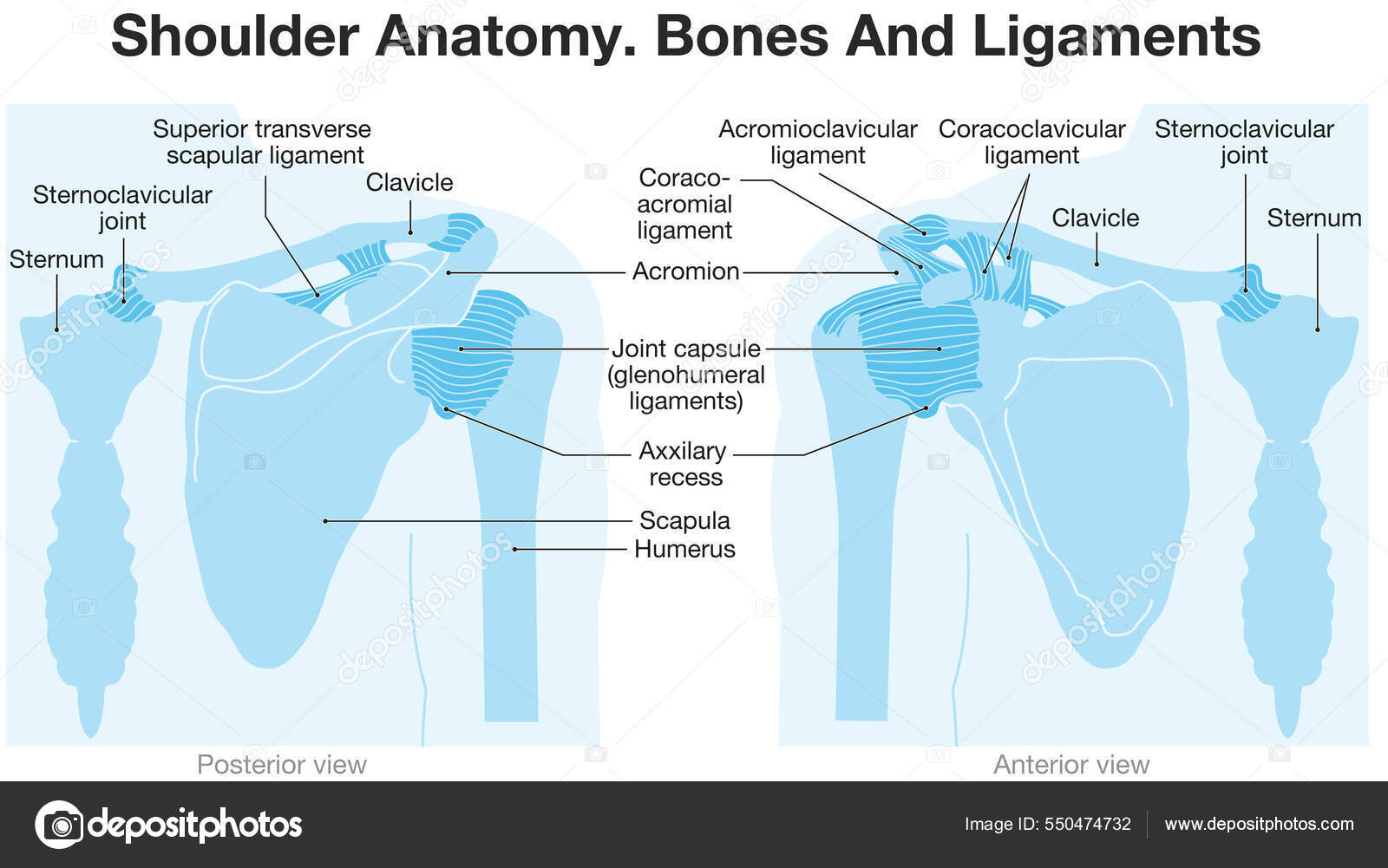 Huesos Ligamentos Del Hombro Azul Etiquetado — Foto de stock #550474732 ...
