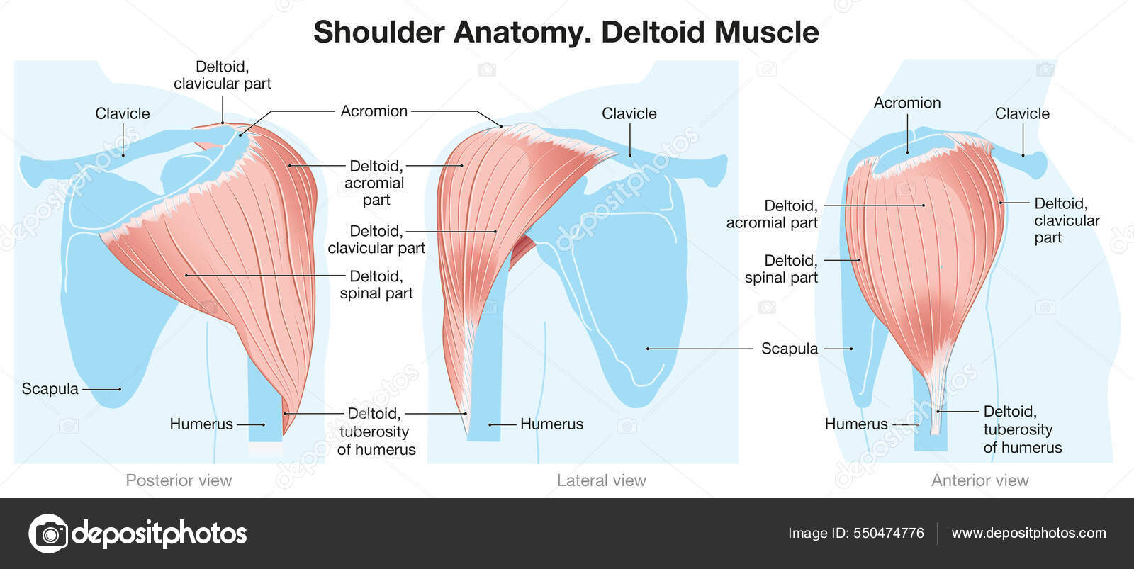 Deltoid Muscle Shoulder Blue Version Labeled — Stock Photo © Axel_Kock ...