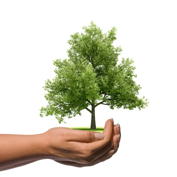Growing tree in hand Stock Photo by ©vencav 29146163